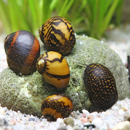 NERITINA VARIEGATA / BATIK