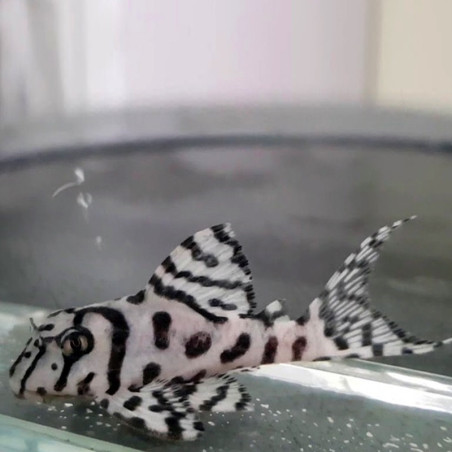 L236 SW / HYPANCISTRUS SNOW WHITE