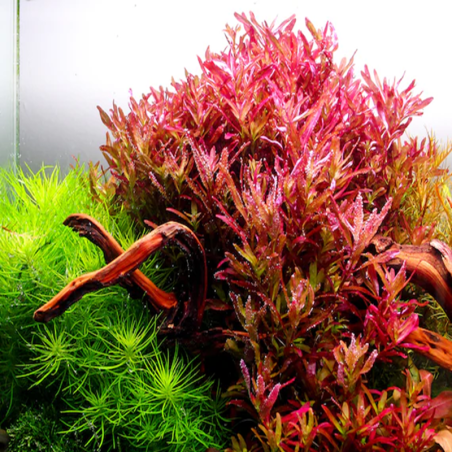 ROTALA BLOOD RED