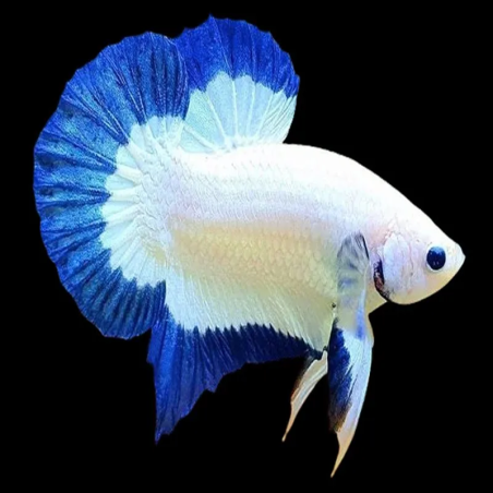 BETTA BLUE RIM