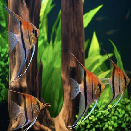PTEROPHYLLUM SCALARE MANACAPURU RED BACK