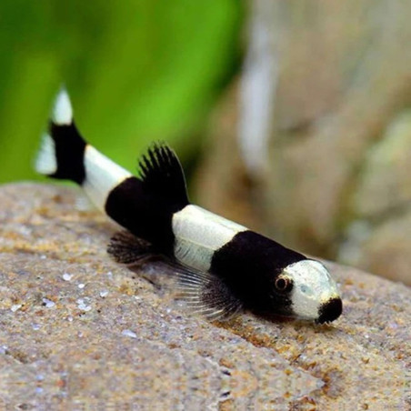 YAOSHANIA PACHYLUS / LOCHE PANDA / PANDA GOBY
