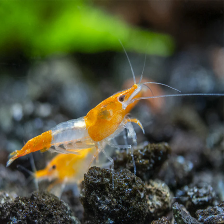 NEOCARIDINA ORANGE RILI