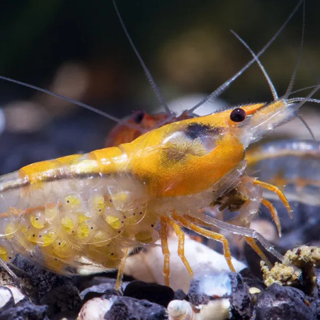 NEOCARIDINA ORANGE RILI