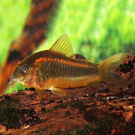 CORYDORAS AENEUS RED STRIPE / RED LASER