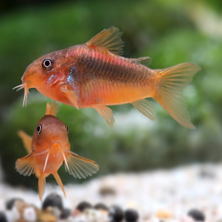 CORYDORAS AENEUS RED STRIPE / RED LASER