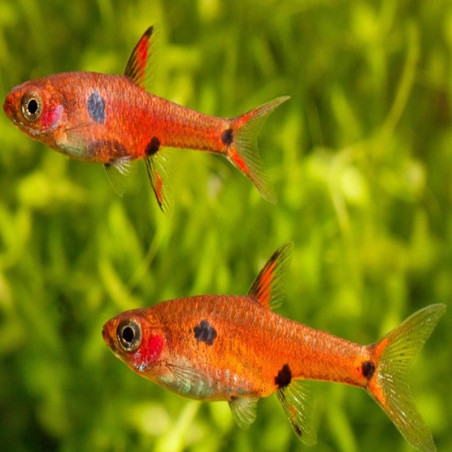 RASBORA MACULATA / BORARAS MACULATUS / RASBORA NAIN