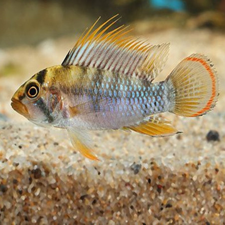 APISTOGRAMMA BAENSCHI INCA / le couple