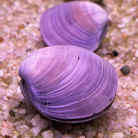 CORBICULA JAVANICUS PURPLE