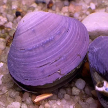 CORBICULA JAVANICUS PURPLE