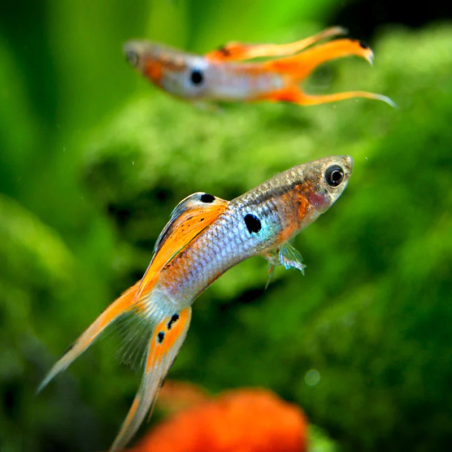 POECILIA ENDLER JAPAN BLUE RED / COUPLE