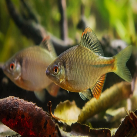 RHODEUS SERICEUS / BOUVIERE DE SIBERIE