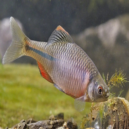 RHODEUS SERICEUS / BOUVIERE DE SIBERIE