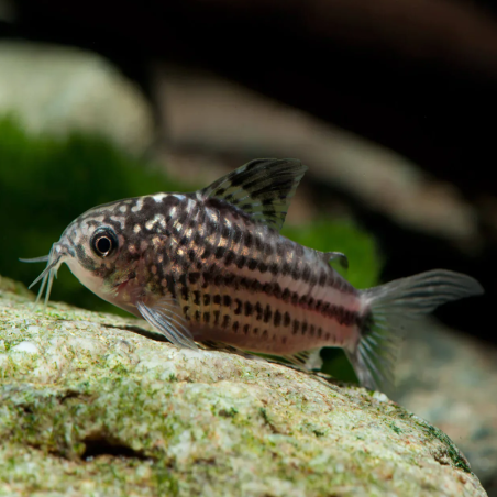 CORYDORAS NAPOENSIS / GASTRODERMUS NAPOENSIS