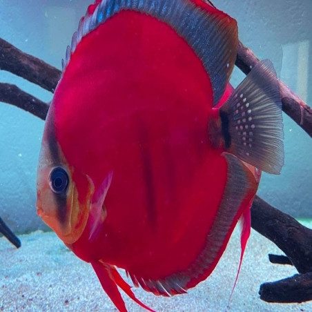 DISCUS RED ROSE
