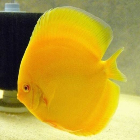DISCUS YELLOW / GOLDEN MELON