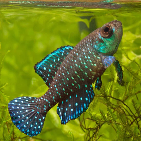 CYNOLEBIAS NIGRIPINNIS / ASUTROLEBIAS NIGRIPINNIS / KILLI PERLE ETOILE