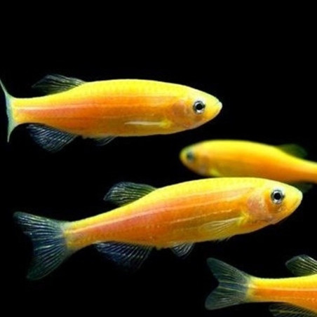BRACHYDANIO RERIO GOLD / POISSON ZEBRE DORE / DANIO RERIO GOLD