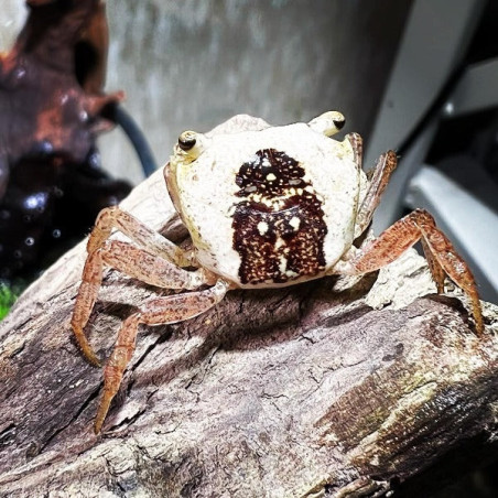 CRABE METASESARMA OBESUM / MARBLE BATIK CRAB
