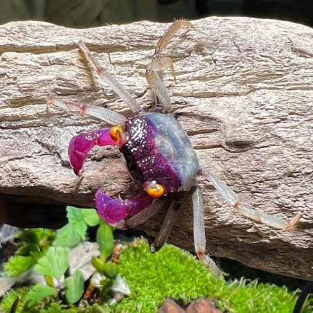 CRABE GEOSESERMA VAMPIRE WHITE LEG / INDIGO BLUE