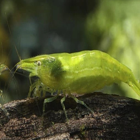 BABAULTI GREEN / CREVETTE VERTE DES INDES
