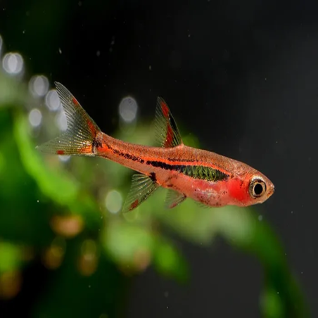 RASBORA BRIGITTAE / RASBORA ORNE / RASBORA MOUSTIQUE / BORARAS BRIGITTAE
