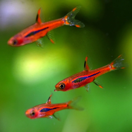 RASBORA BRIGITTAE / RASBORA ORNE / RASBORA MOUSTIQUE / BORARAS BRIGITTAE