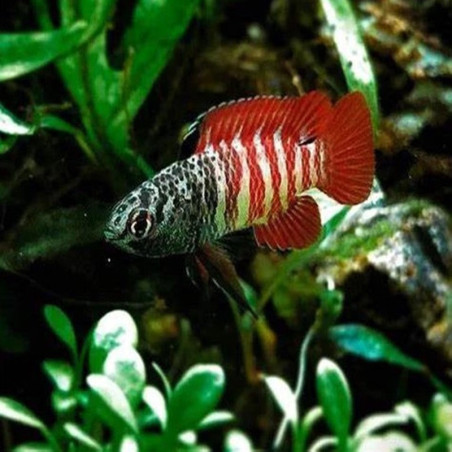 DARIO TIGRIS OU TIGER / BLACK MYANMAR