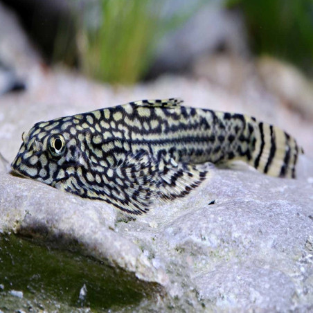 SEWELLIA LINEOLATA / LOCHE LEOPARD