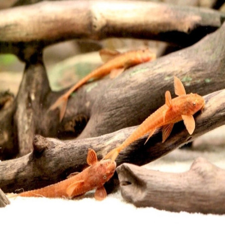 L010A RINELORICARIA SP RED / LORICARIA SP RED