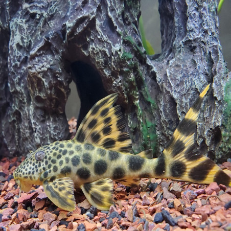 L075 L124 L301 LDA002 HEMIANCISTRUS SABAJI / PECKOLTIA SABAJI / PARA PLECO