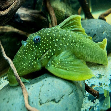 L200 BARYANCISTRUS DEMANTOIDES / PLECO GREEN PHANTOM /HEMIANCISTRUS ...