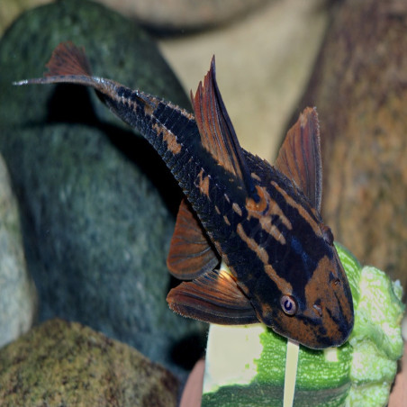 L310 LDA051 HYPOSTOMUS COCHLIODON / RUSTY PLECO BASILISKO